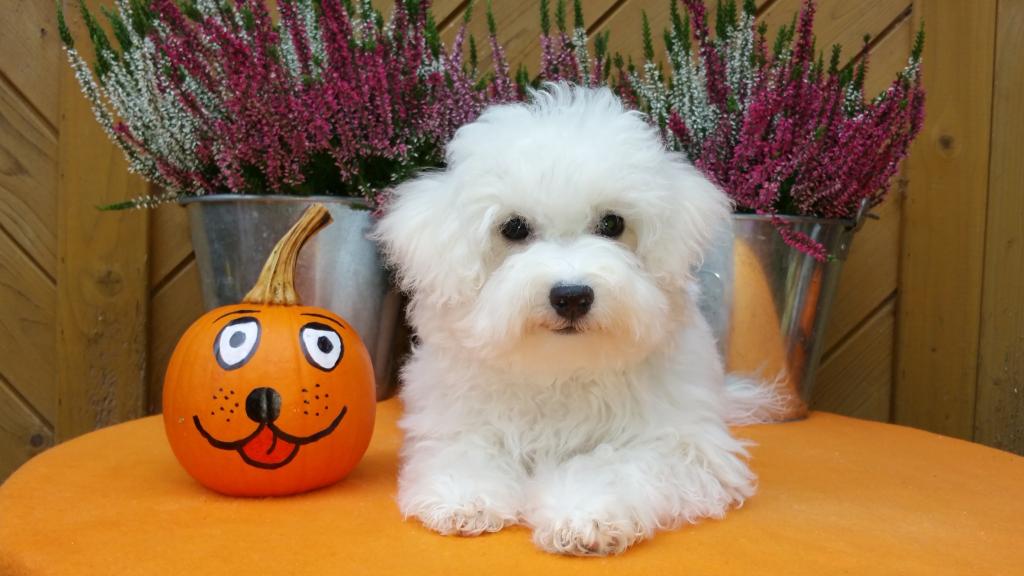 ᐅ Bologneser – passt die Hunderasse zu dir? › guter-Hund.de