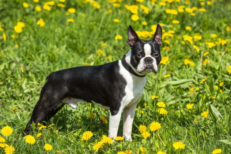 ᐅ Boston Terrier - Rassebeschreibung mit Video › guter-Hund.de