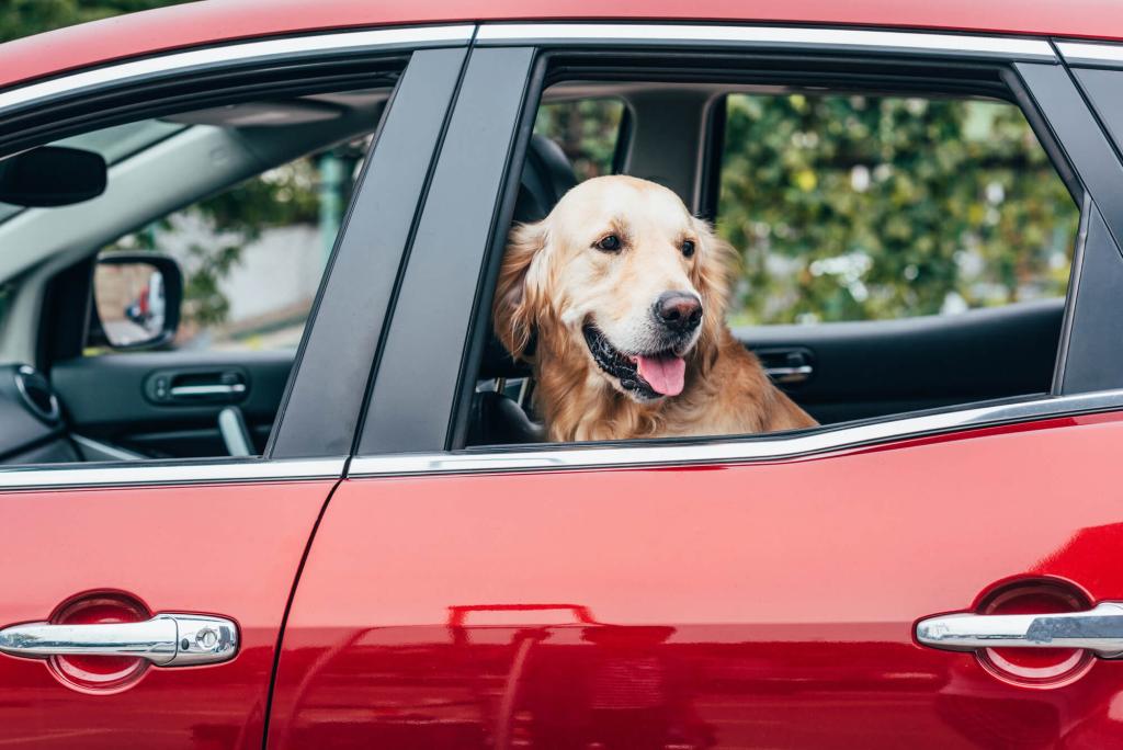 Hundezubehör Auto › guter-Hund.de