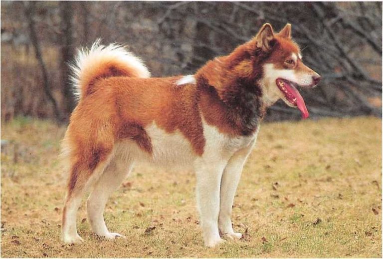 ᐅ Kanadischer Eskimohund - Rassebeschreibung mit Video › guter-Hund.de