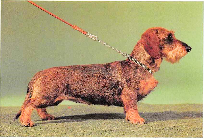 ᐅ Dackel (Teckel, Dachshund) - Rassebeschreibung mit Video › guter-Hund.de