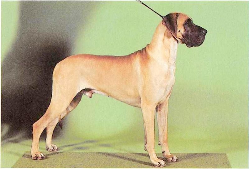 ᐅ Deutsche Dogge - Rassebeschreibung mit Bild und Video › guter-Hund.de