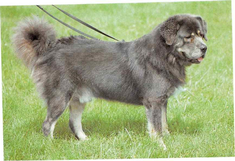 ᐅ Do Khyi ( Tibet Mastiff ) - Rassebeschreibung mit Bild und Video ...