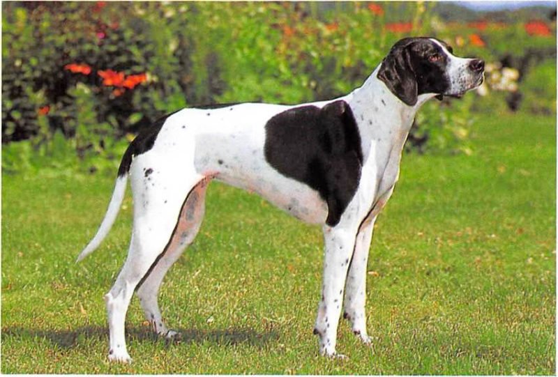 ᐅ Englischer Pointer - Rassebeschreibung mit Video › guter-Hund.de