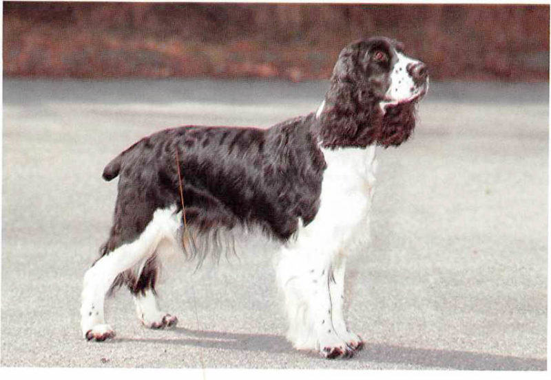 ᐅ Englischer Springer Spaniel - Rassebeschreibung mit Video › guter-Hund.de
