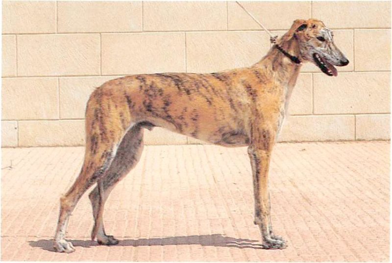 ᐅ Spanische Hunderassen - mit Bildern und Videos › guter-Hund.de