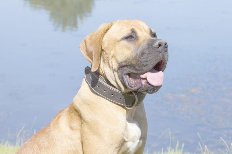 ᐅ Boerboel - Rassebeschreibung mit Video › guter-Hund.de