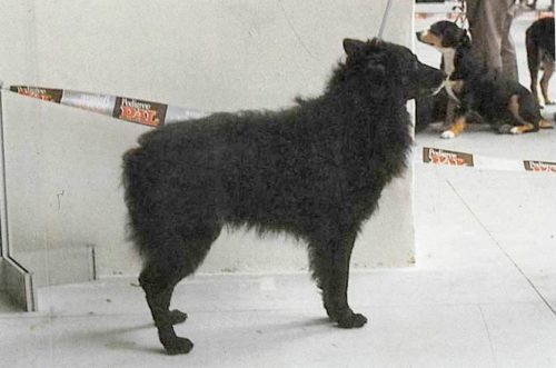 ᐅ Hrvatski ovčar - Rassebeschreibung mit Video › guter-Hund.de