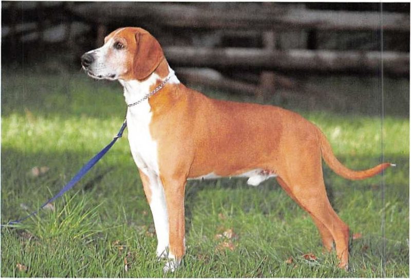 ᐅ Hygenhund - Rassebeschreibung mit Video › guter-Hund.de