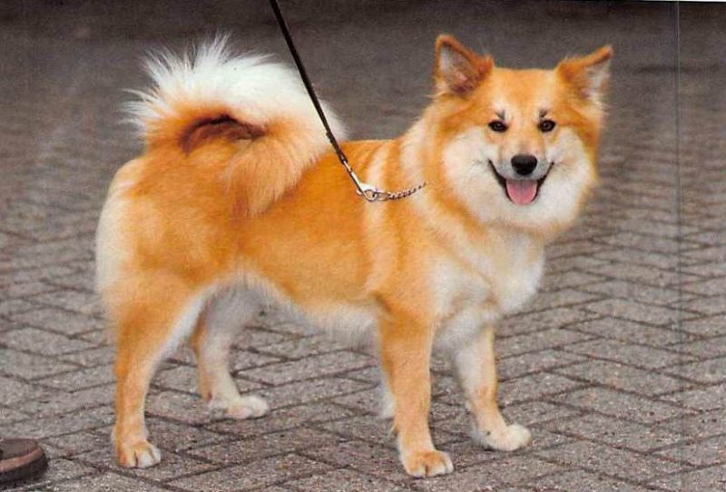 ᐅ Islandhund - Rassebeschreibung mit Video › guter-Hund.de