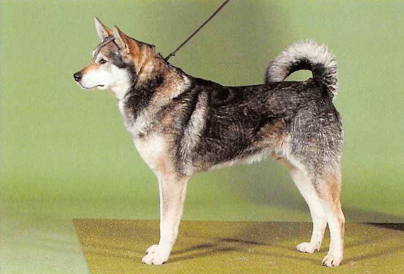 ᐅ Jämthund (Schwedischer Elchhund) - Rassebeschreibung mit Video ...