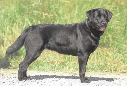ᐅ Labrador Retriever - Rassebeschreibung mit Video › guter-Hund.de