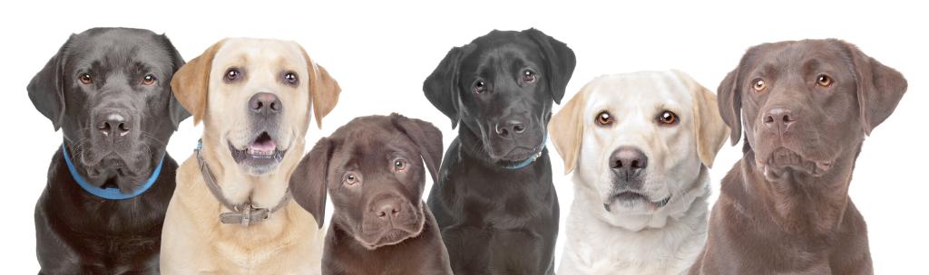 ᐅ Labrador Retriever - Rassebeschreibung mit Video › guter-Hund.de