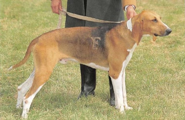 ᐅ Poitevin - Rassebeschreibung mit Video › guter-Hund.de