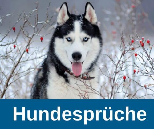 Die besten Hundesprüche und Weisheiten 2022 › guter-Hund.de
