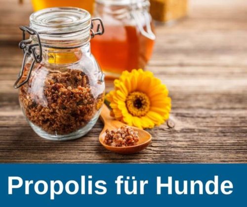 ᐅ Propolis - Ratgeber für Hundehalter 2024 › guter-Hund.de
